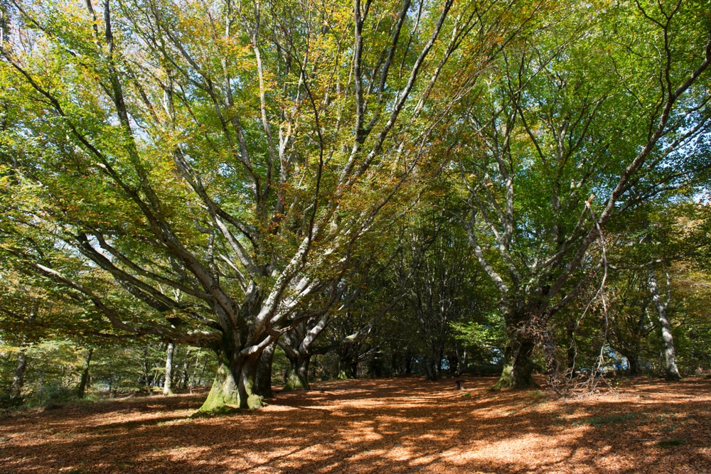 Bezienswaardigheden in de Limousin: 10 Mooiste Spots